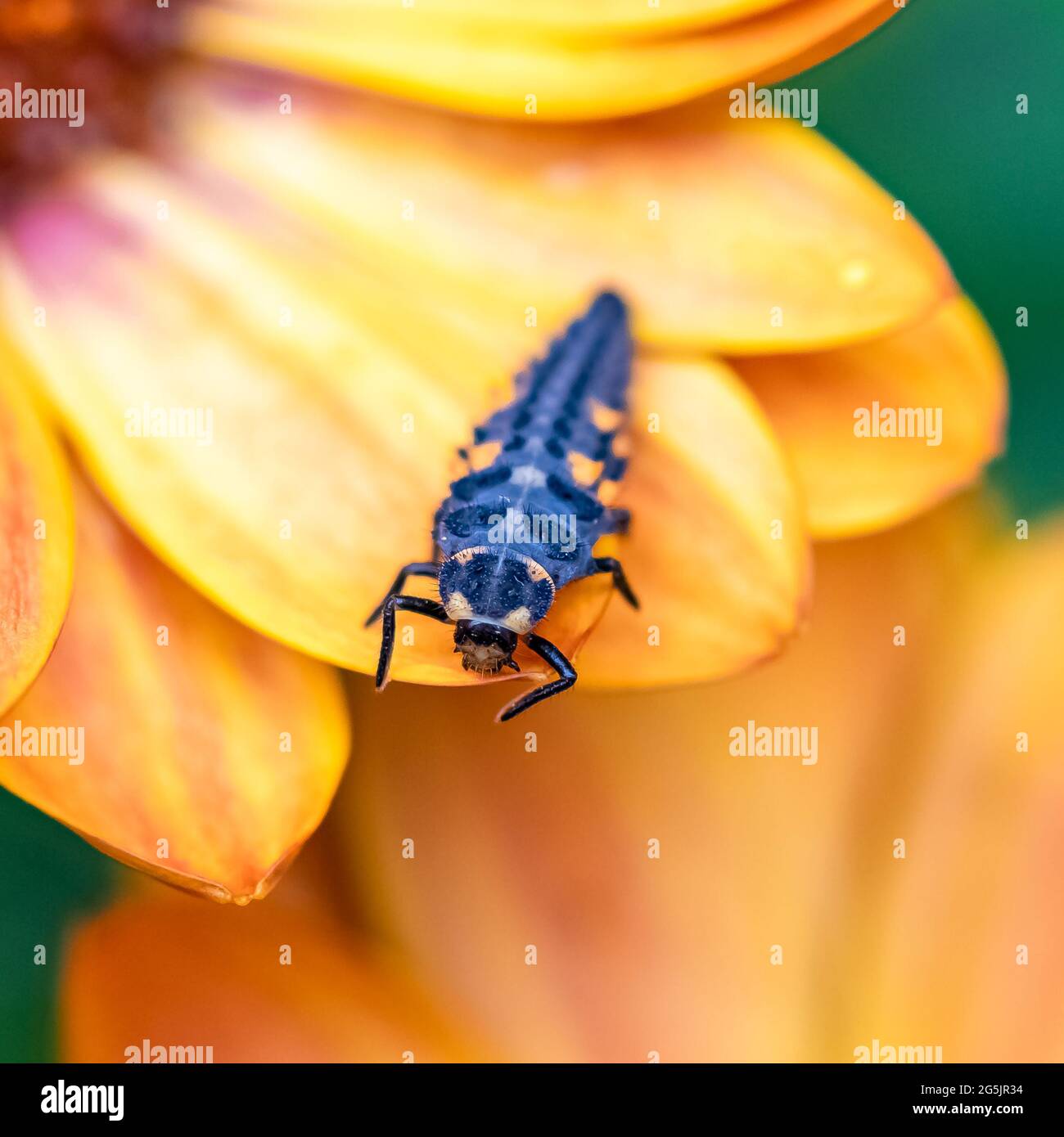 seven-spot ladybird larva, black and orange insect on a flower Stock ...