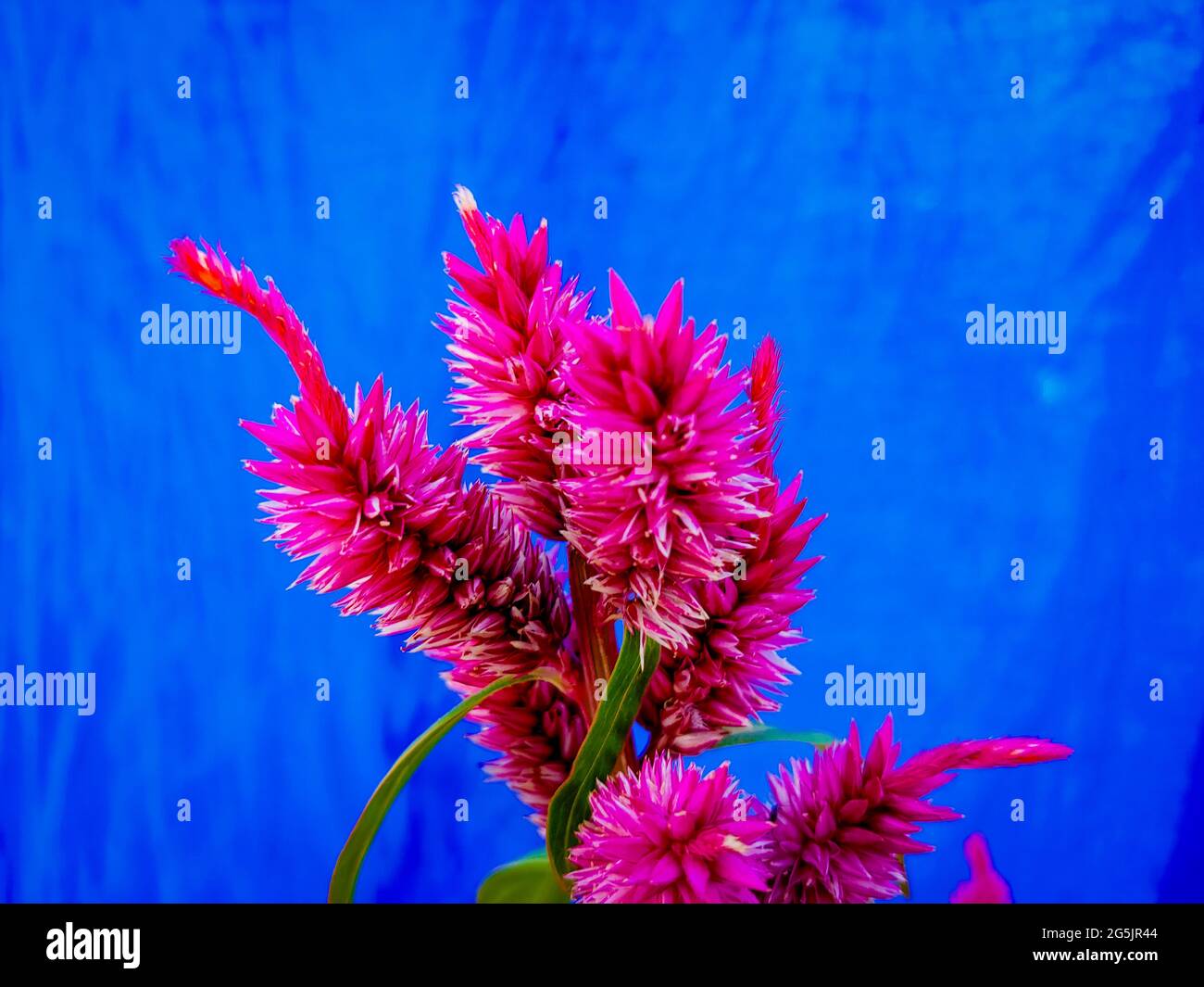 Closeup shot of Celosia argentea flower Stock Photo - Alamy