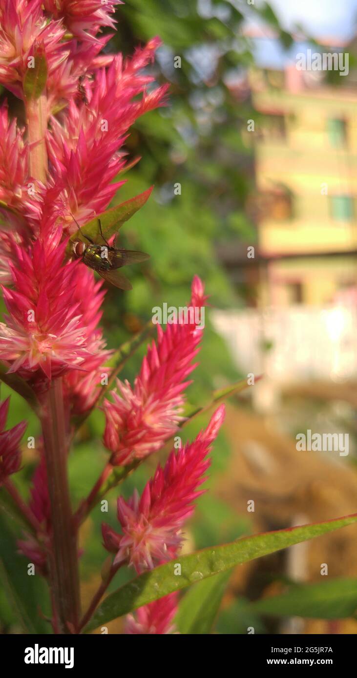 Closeup shot of Celosia argentea flower Stock Photo - Alamy