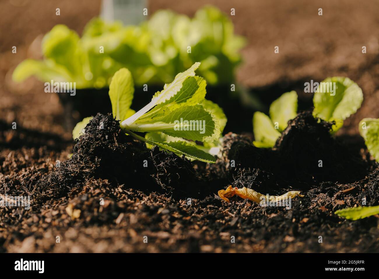 Closeup of pak choy seedlings planted in the garden Stock Photo - Alamy