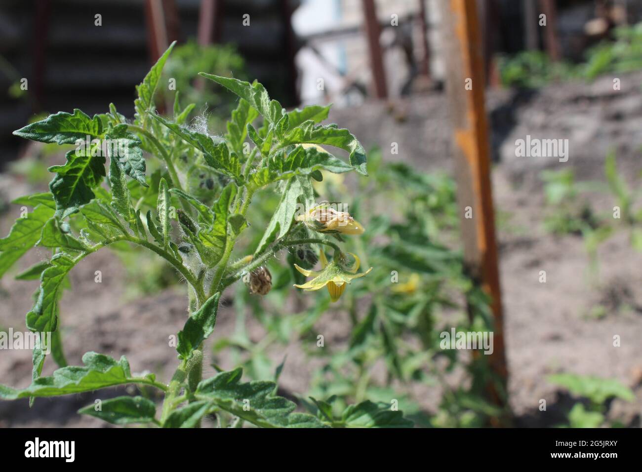 Tomato pollination hi-res stock photography and images - Alamy