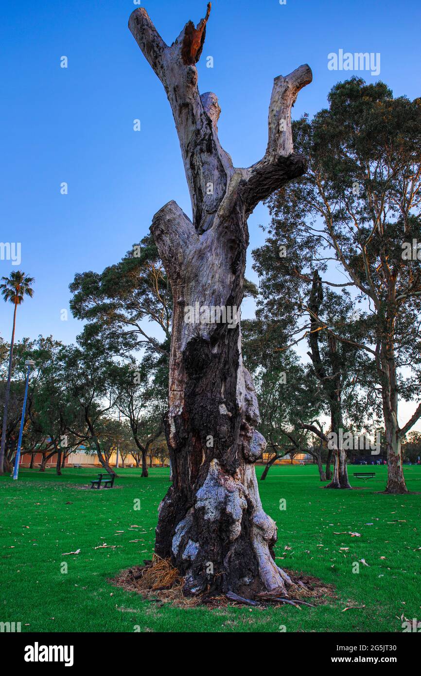 Dead barkless tree in forest hi-res stock photography and images - Alamy
