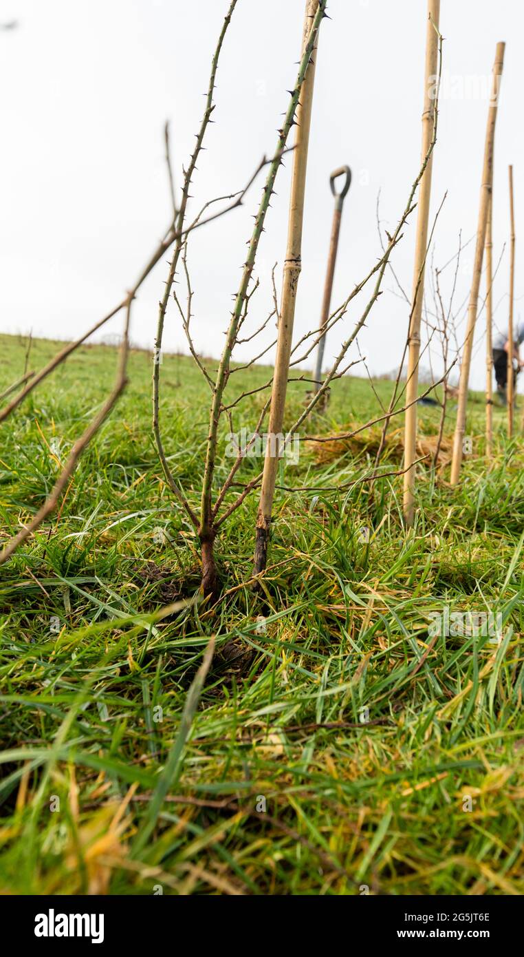 Hedge/Tree Planting with native species on a re-wilding project Stock ...