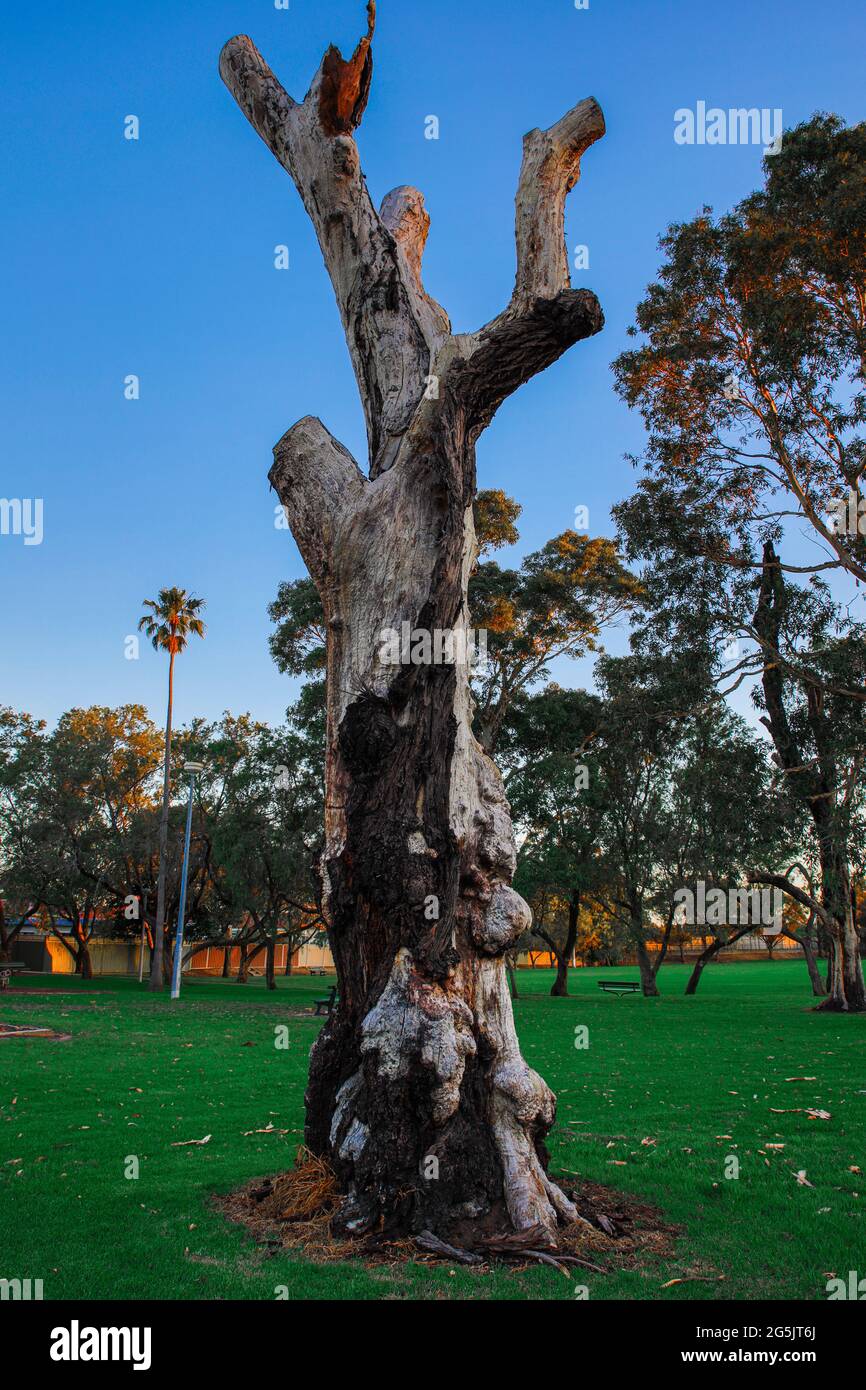 Woodworm in tree trunk hi-res stock photography and images - Alamy