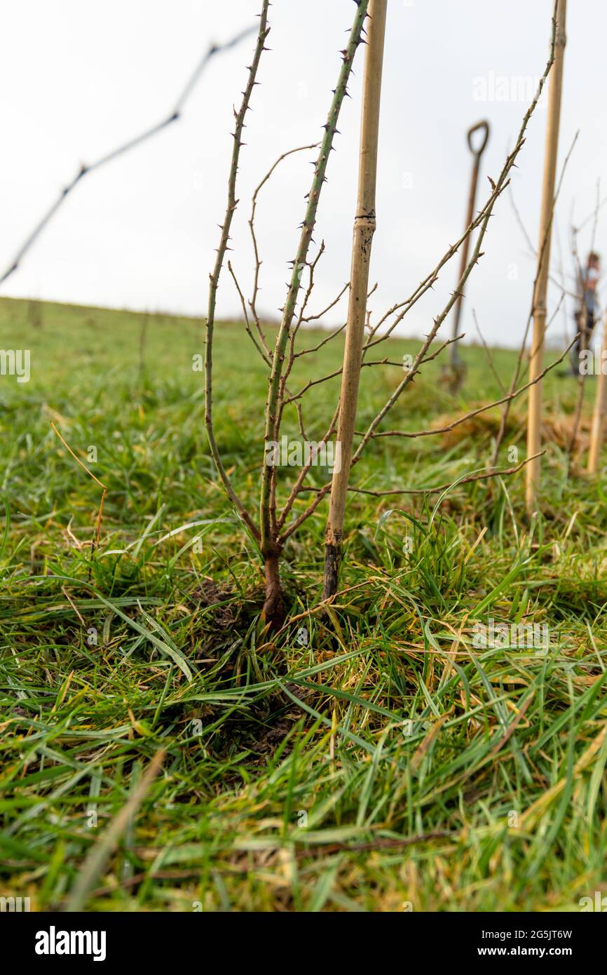 Laying hedge whips hi-res stock photography and images - Alamy