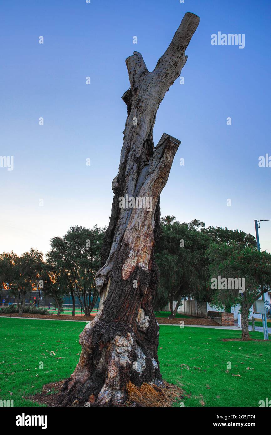 Dead Tree trunk in a Sydney Park Australia Stock Photo - Alamy