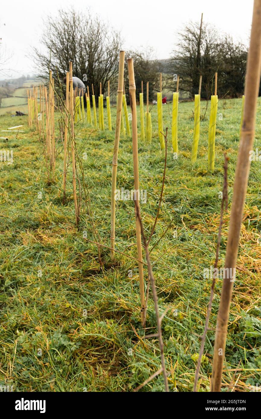 Planting hedge whips hi-res stock photography and images - Alamy