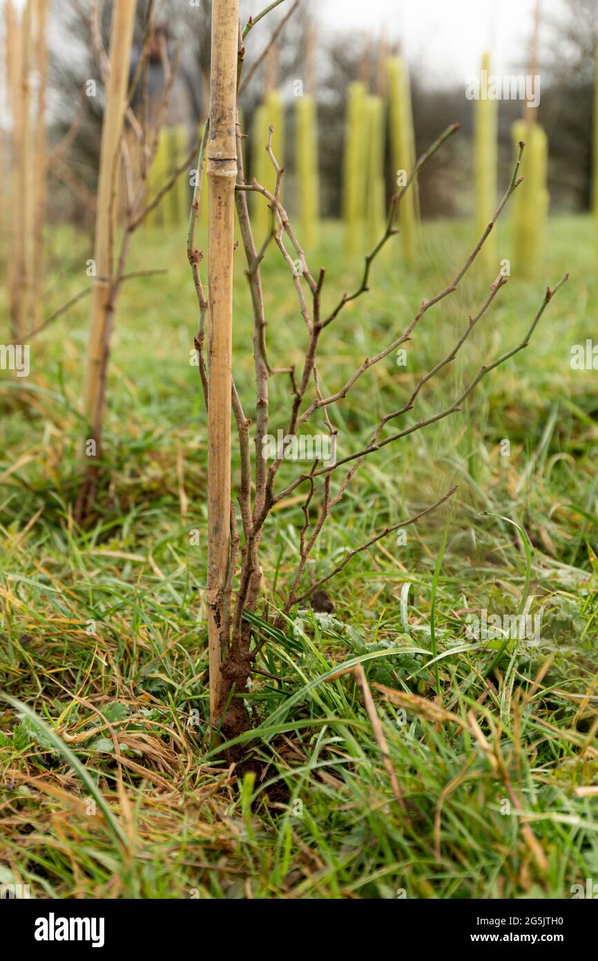 Hedge/Tree Planting with native species on a re-wilding project Stock ...