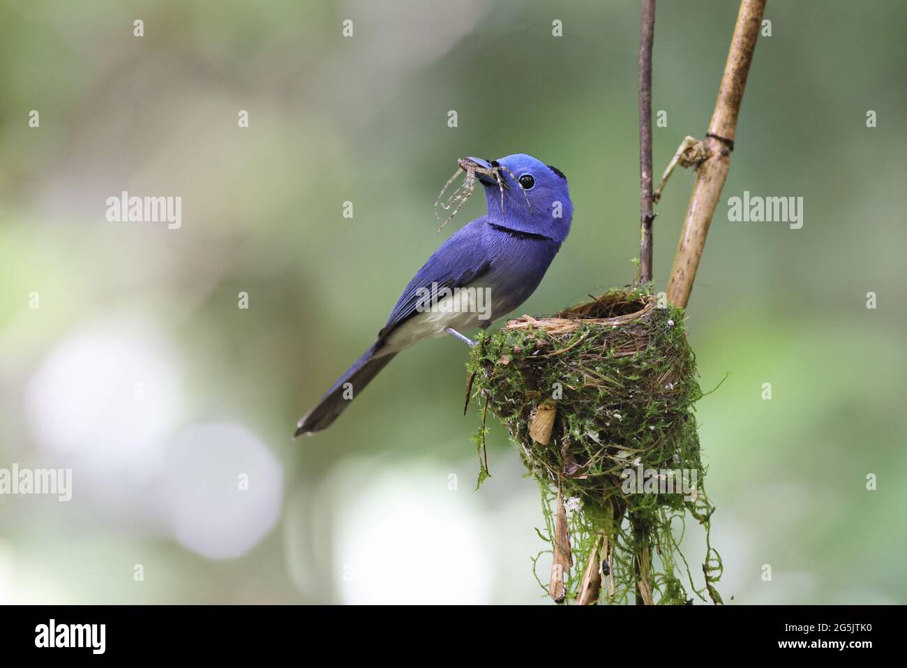 Black Naped Monarch