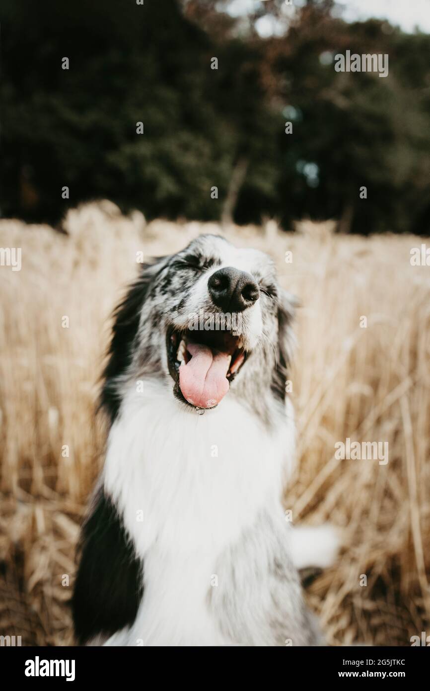 Portrait summer happy border collie merle dog with laughter expression ...