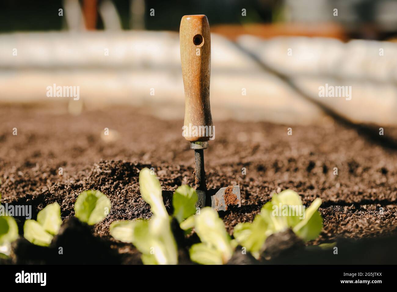 Pak choy seedlings hi-res stock photography and images - Alamy
