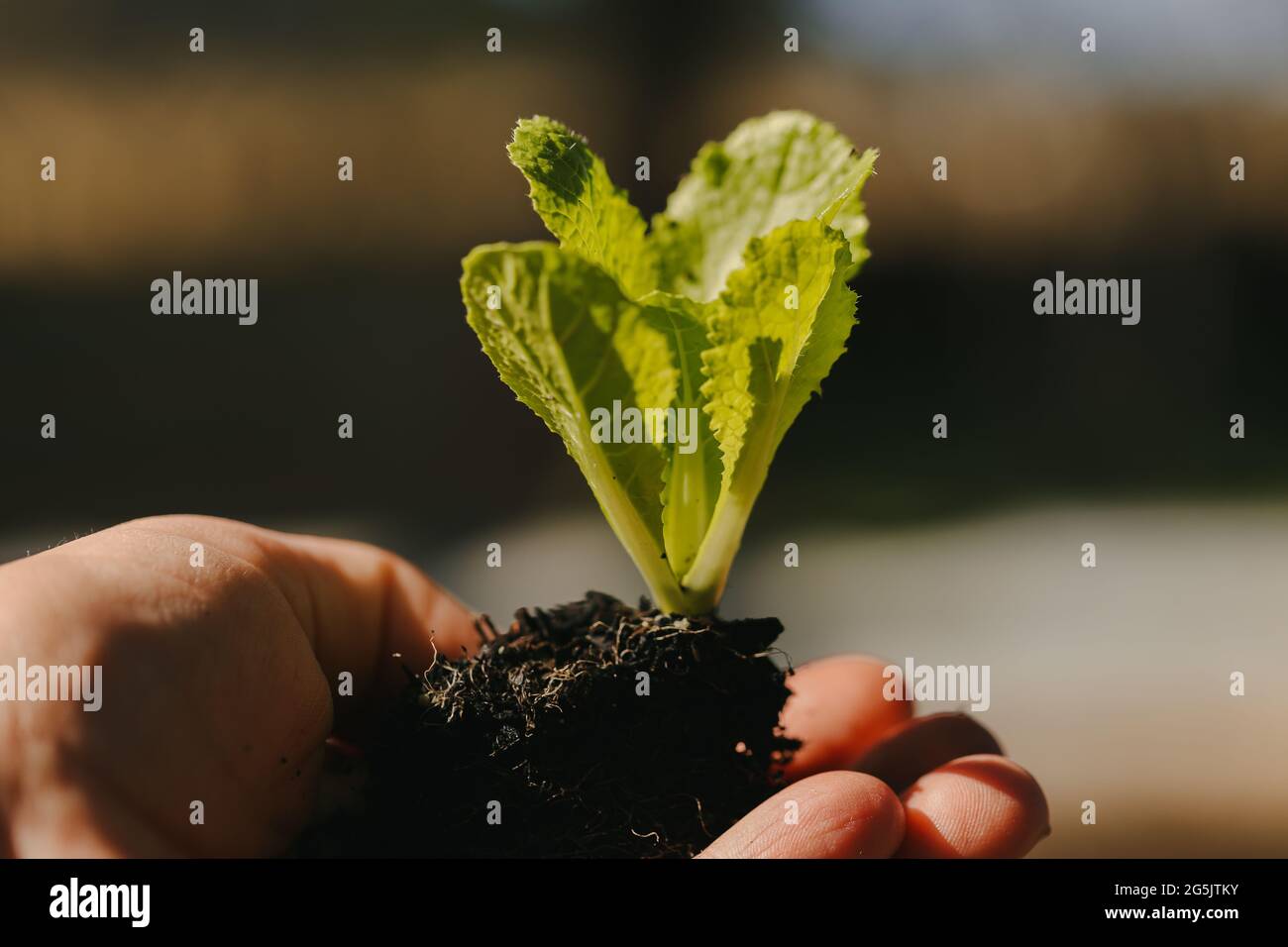 Bok choy seedling hi-res stock photography and images - Alamy