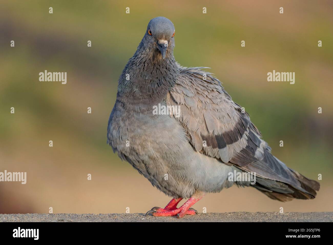 Indian Pigeon OR Rock Dove - The rock dove, rock pigeon, or common ...