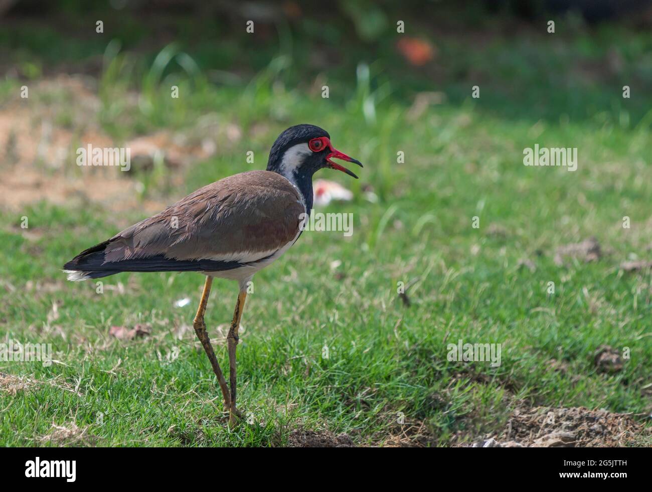 Red-wattled Lapwing (Vanellus Indicus) Jaipur, Rajasthan, India Stock ...
