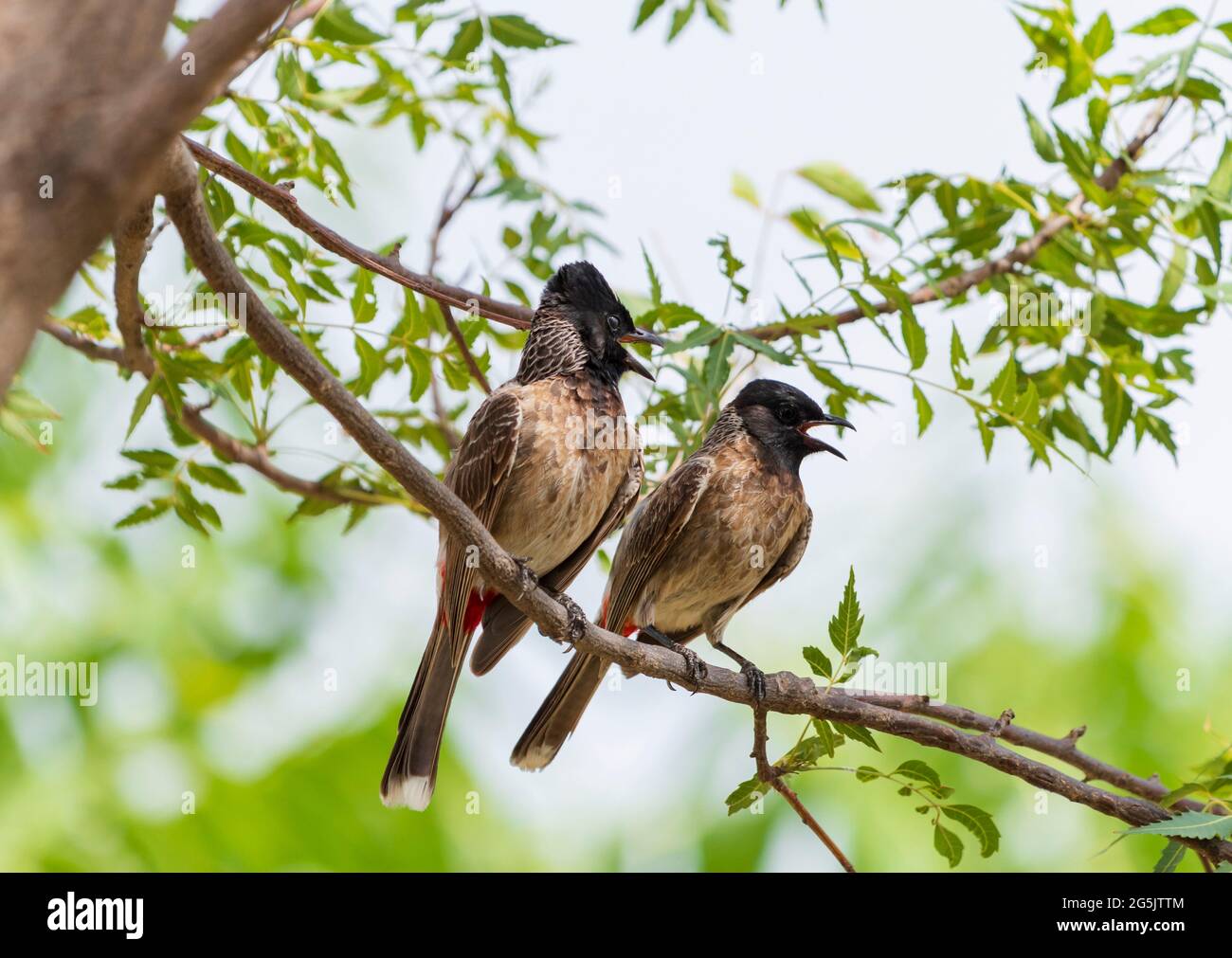 The red-vented bulbul (Pycnonotus cafer) male and female Perched on ...