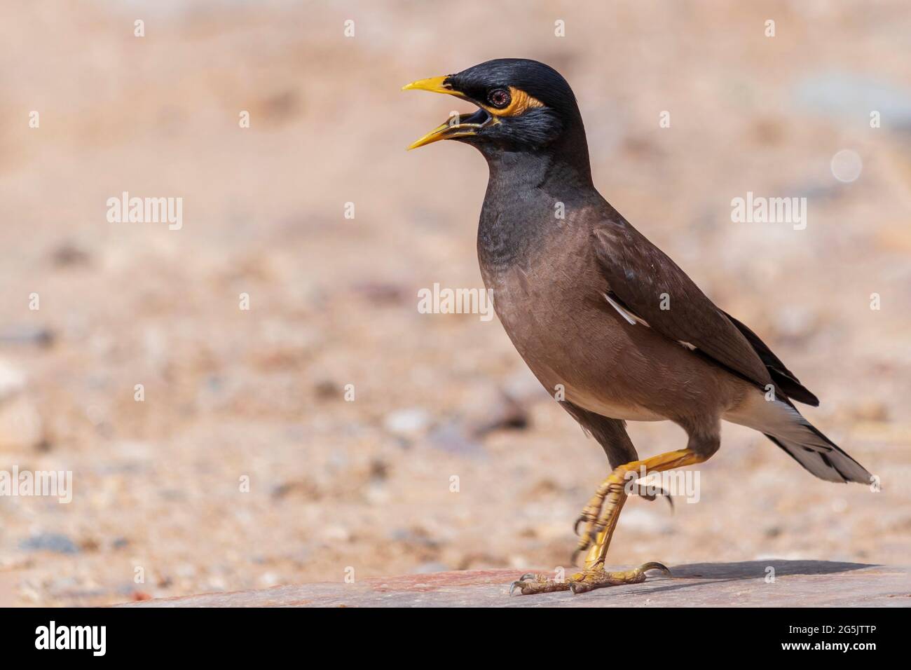 Common Myna (Acridotheres tristis tristis). Indian Common myna calling ...