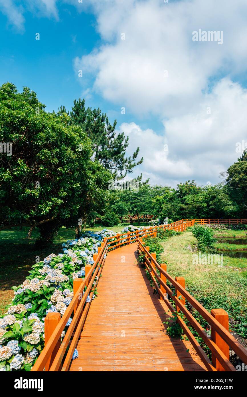 Honinji Pond hydrangea flower garden in Jeju Island, Korea Stock Photo ...