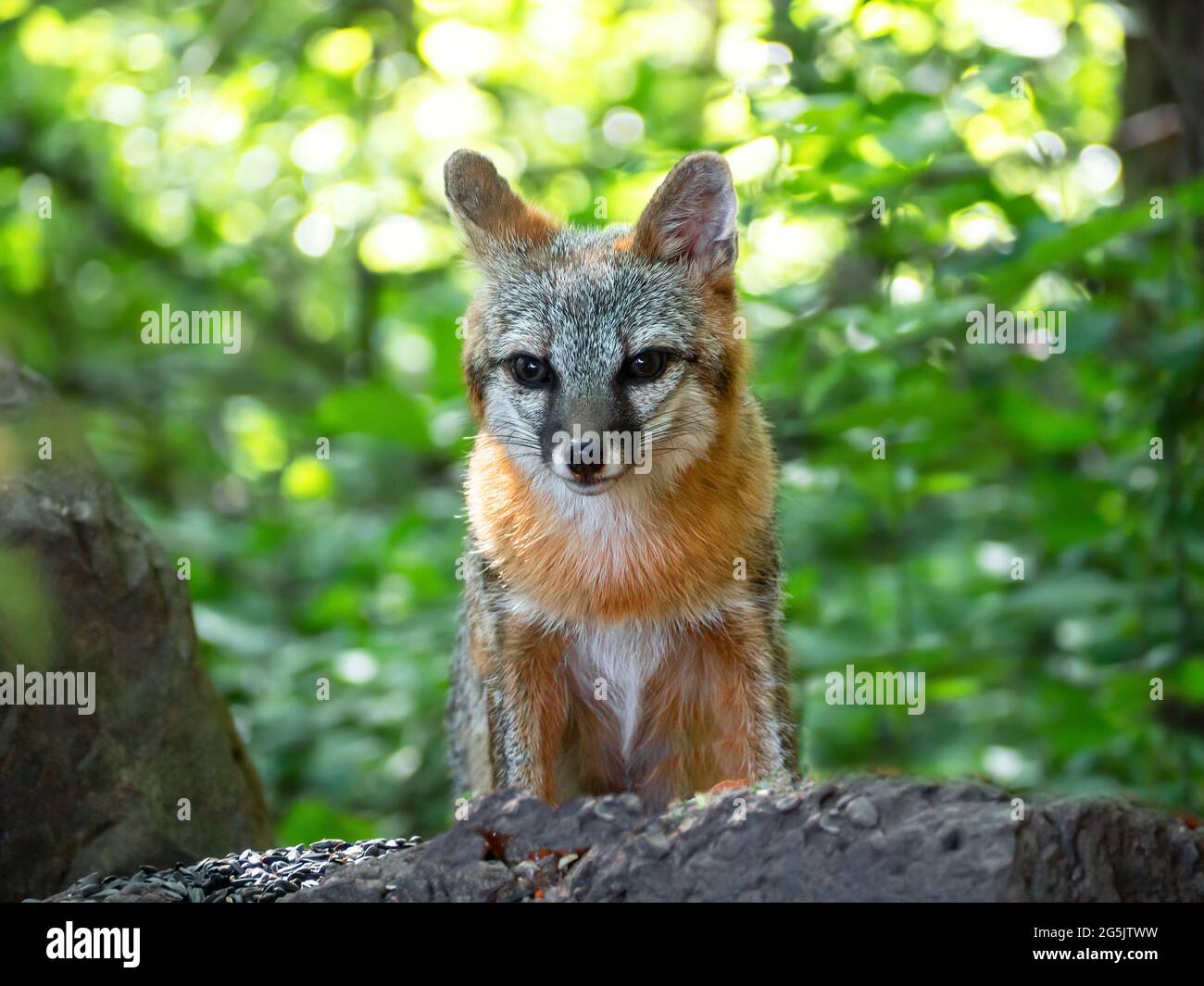Red fox in the forest hi-res stock photography and images - Alamy