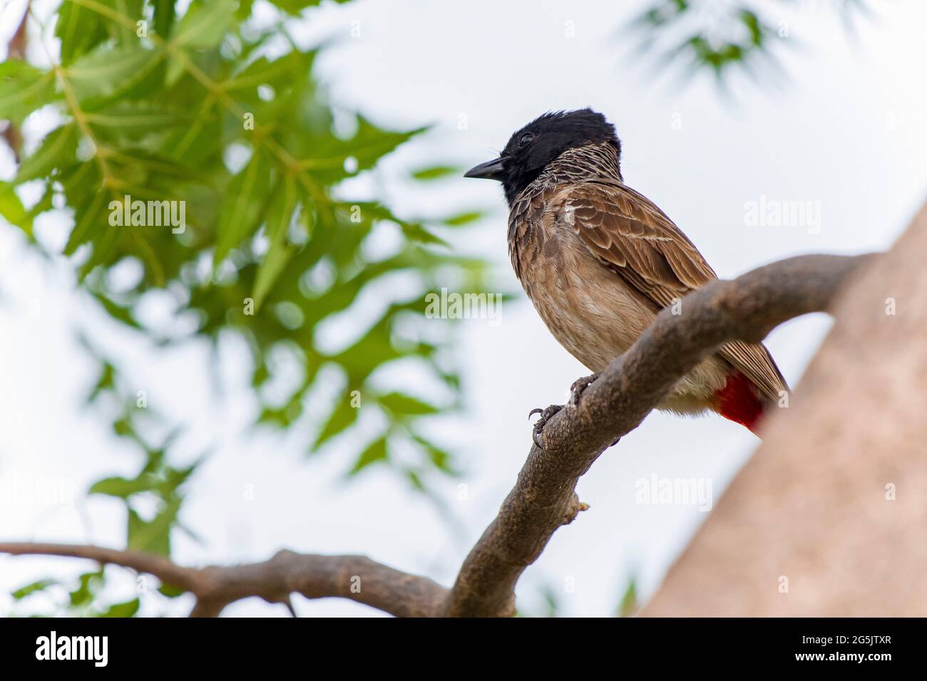 Red-vented Bulbul (Pycnonotus cafer) perching on tree branch Stock ...