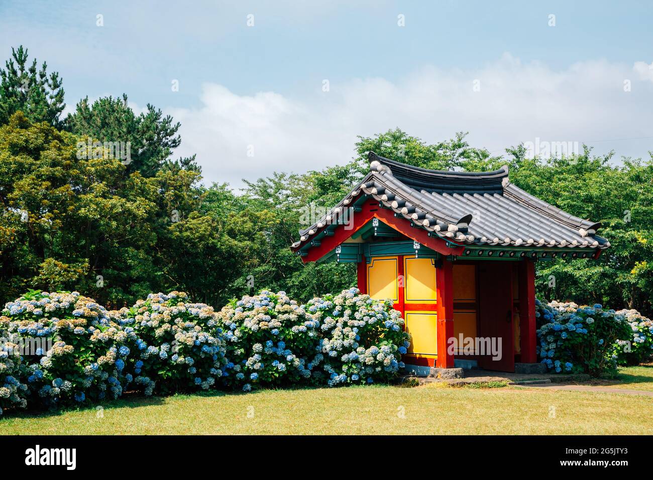 Honinji Pond hydrangea flower garden in Jeju Island, Korea Stock Photo ...
