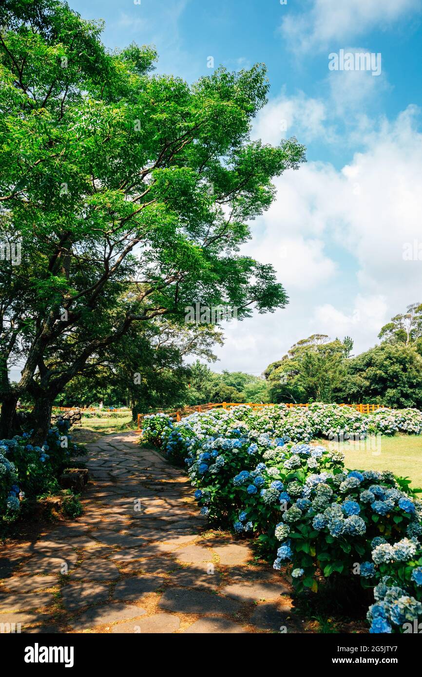 Honinji Pond hydrangea flower garden in Jeju Island, Korea Stock Photo ...