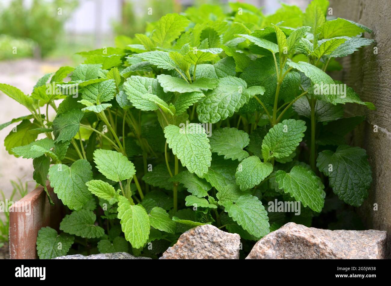 Green lemon balm leaves outdoors in the garden. Medicinal and honey ...