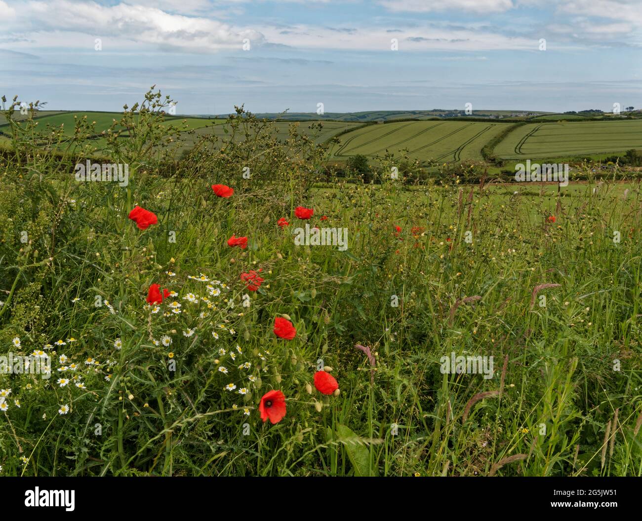 Wild camping england uk fields hi-res stock photography and images - Alamy