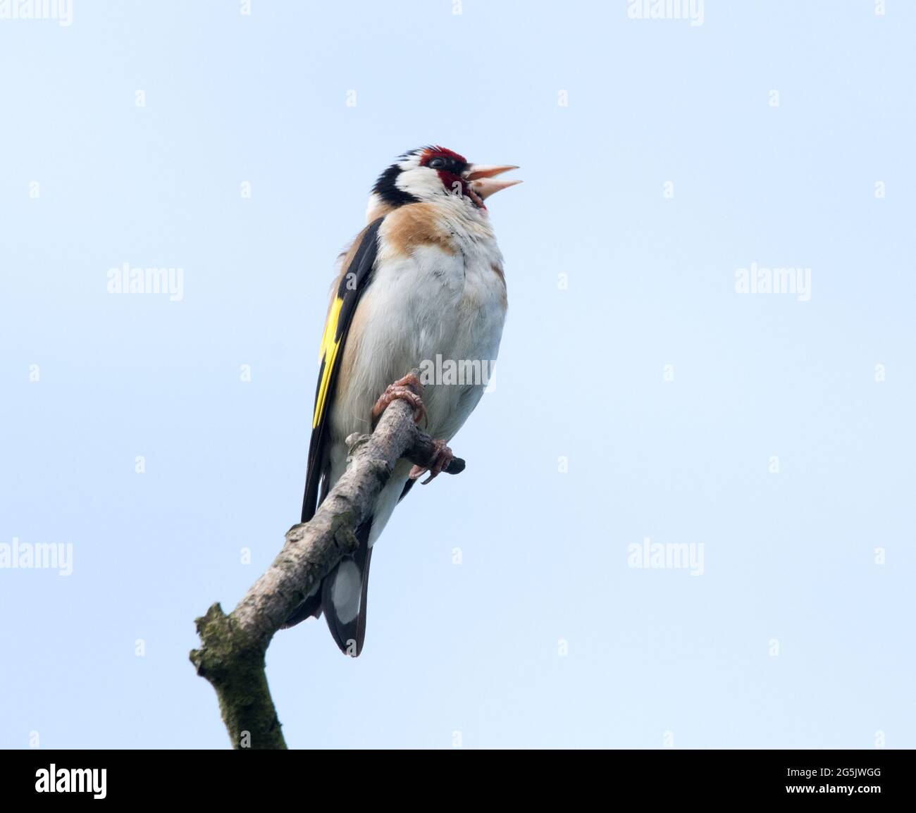 Goldfinch (Carduelis carduelis Stock Photo - Alamy