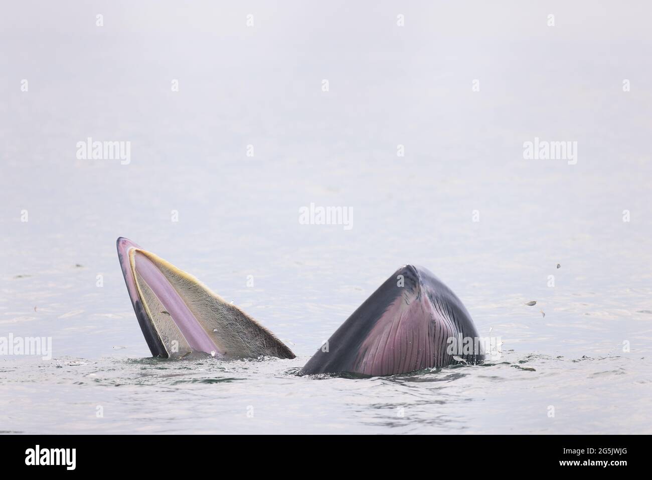 Brydes whale hi-res stock photography and images - Alamy