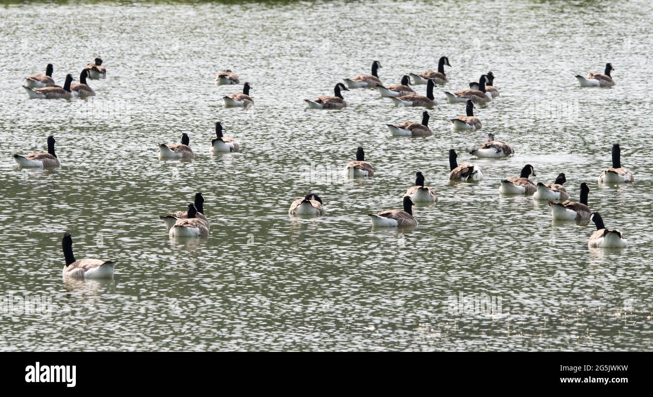 Canada geese water hi-res stock photography and images - Alamy