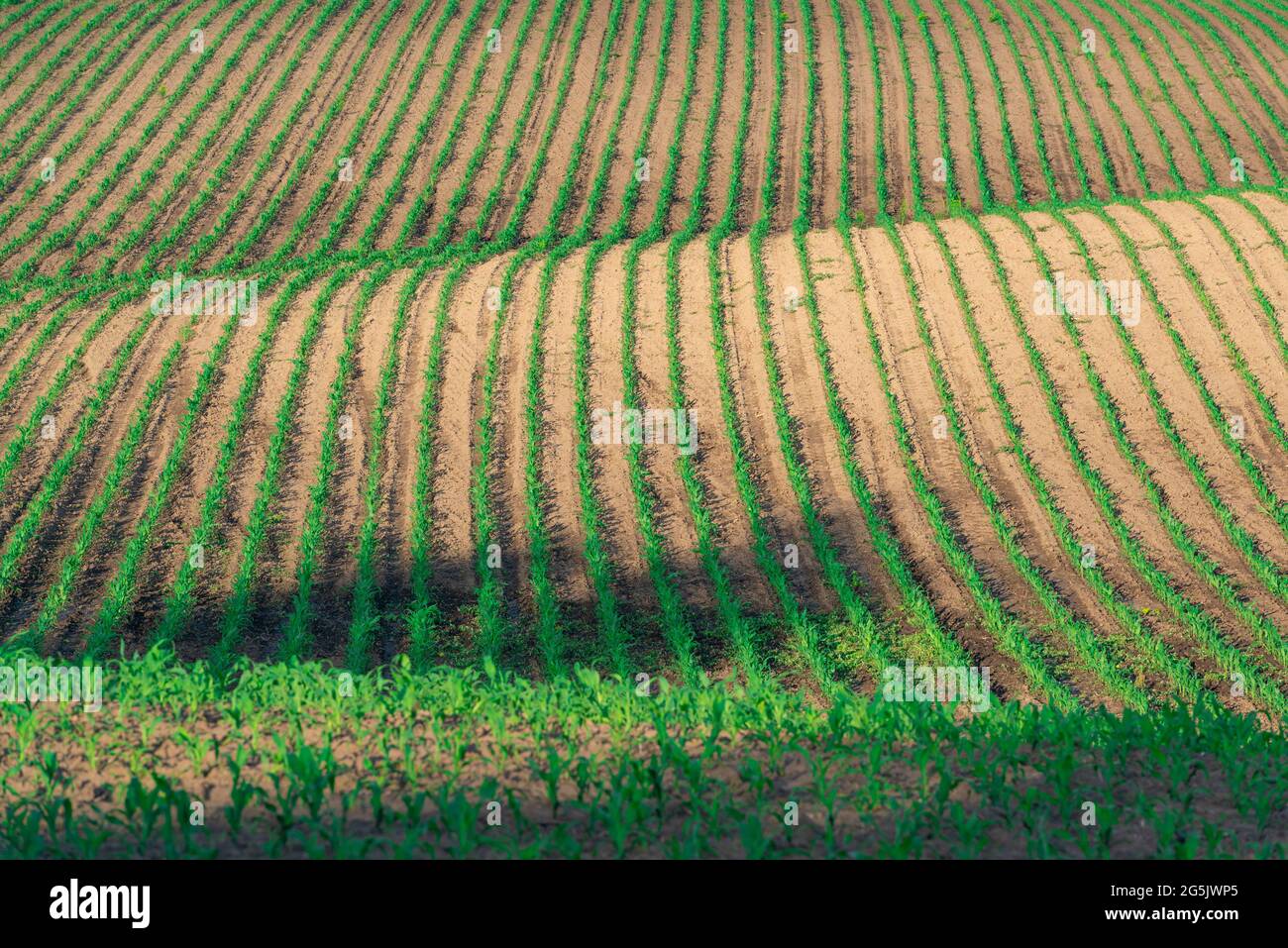 Hills with rows of young green corn sprouts. Agriculture industry ...