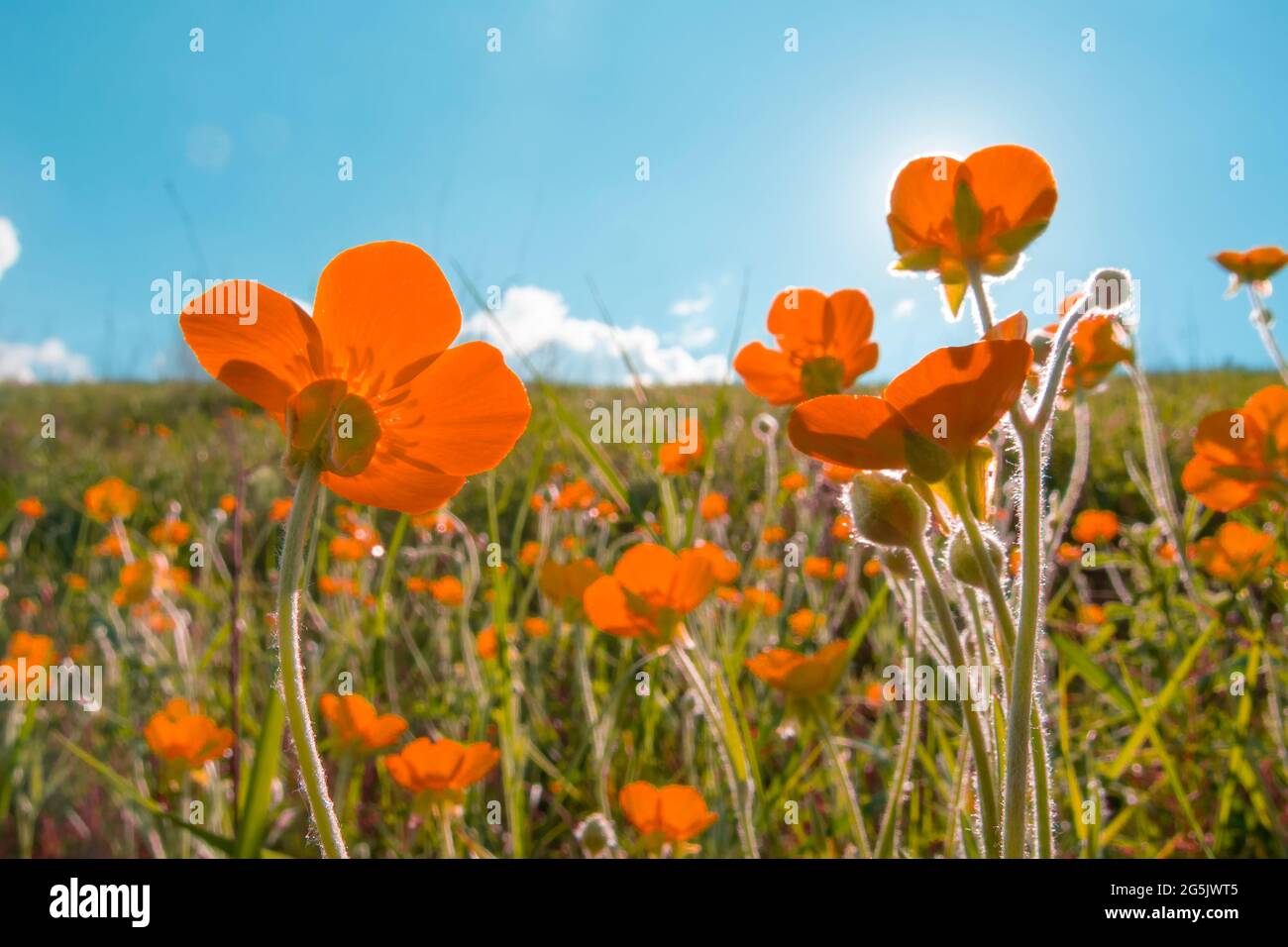 Red wildflowers hi-res stock photography and images - Alamy