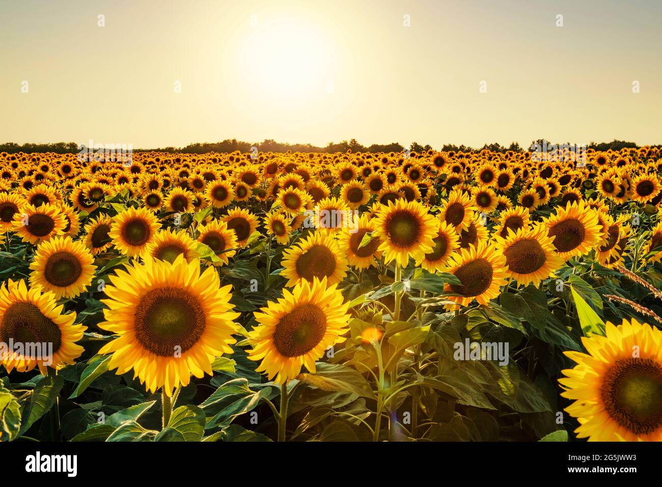 Many sunflowers in field sunset hi-res stock photography and images - Alamy
