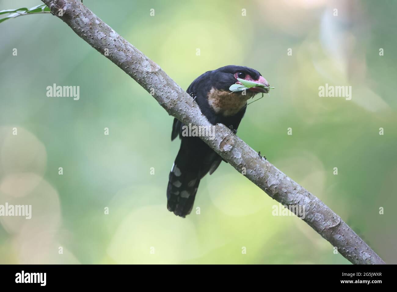 A dusky broadbill with a insect in its bill Stock Photo - Alamy