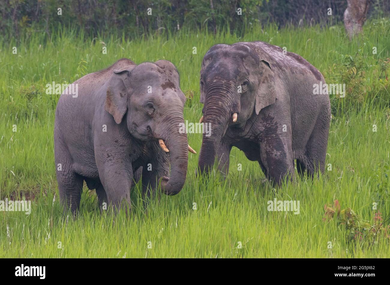 2 asian elephants playfully wrestling together Stock Photo - Alamy