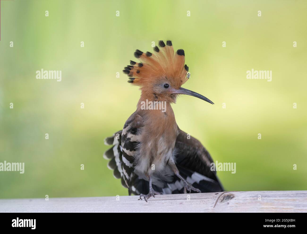 a Eurasian Hoopoe nicely showing its feathers and crest Stock Photo - Alamy
