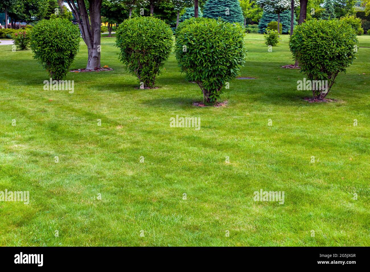 green deciduous bush in backyard bed, park landscaping with mulching ...