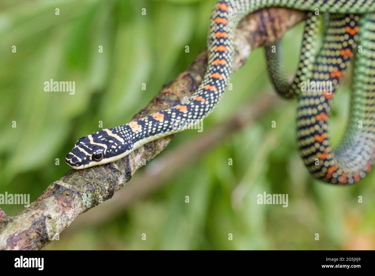 a beautiful paradise tree snake Stock Photo - Alamy