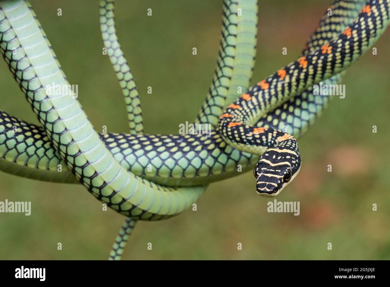 Paradise tree snake hi-res stock photography and images - Alamy