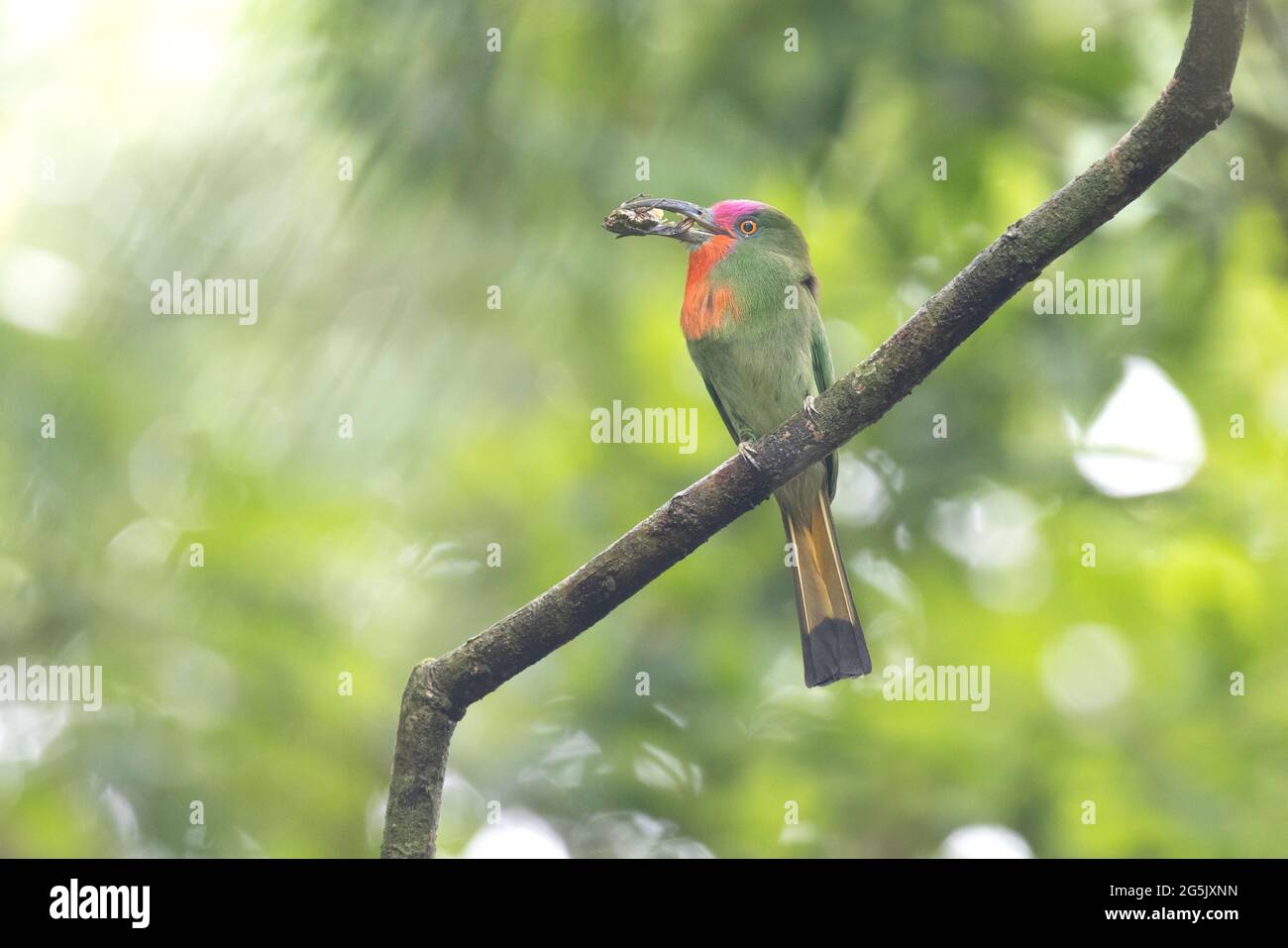 Red bearded bee eater hi-res stock photography and images - Alamy