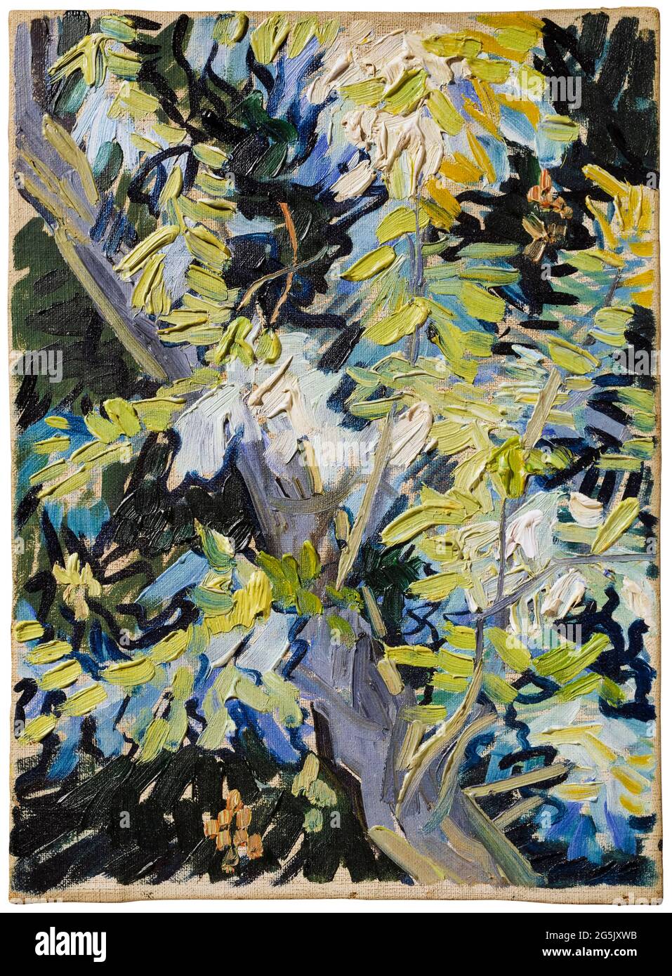 Wattle Fine Art Still Life