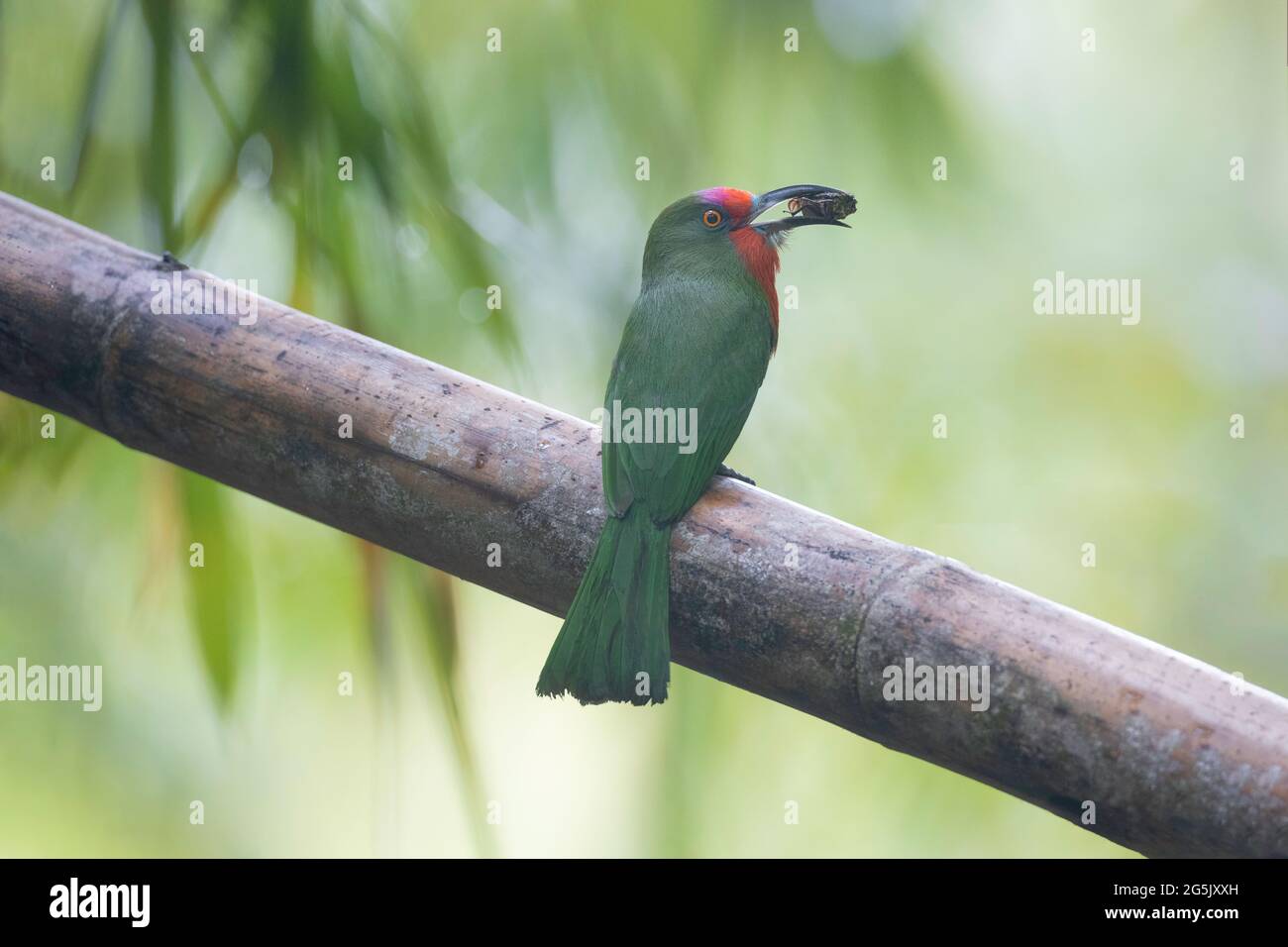 Red bearded bee eater hi-res stock photography and images - Alamy