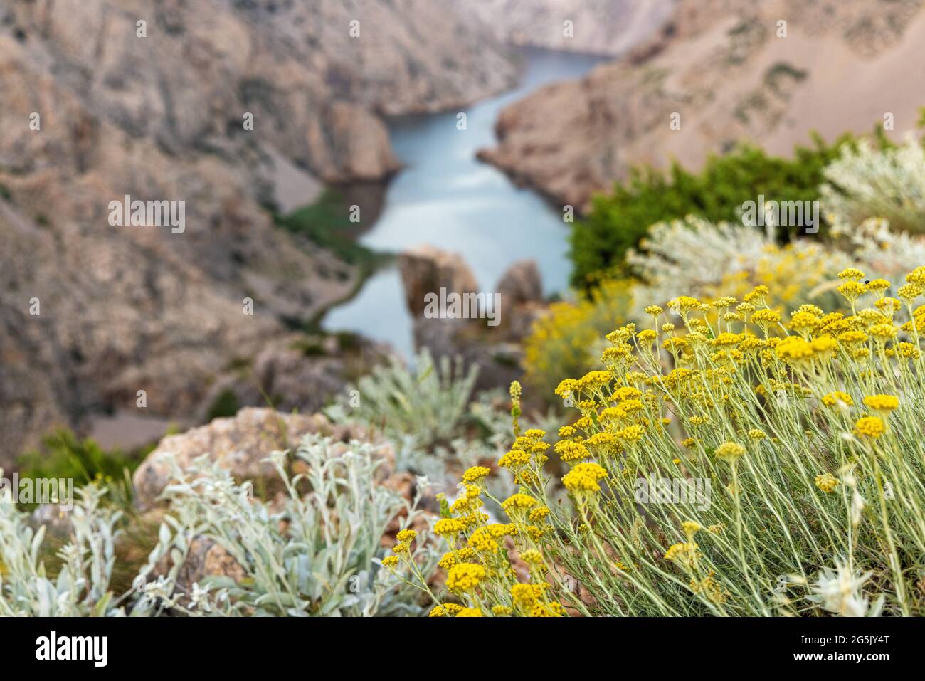 Helichrysum italicum or curry plant above the canyon of the Zrmanja ...