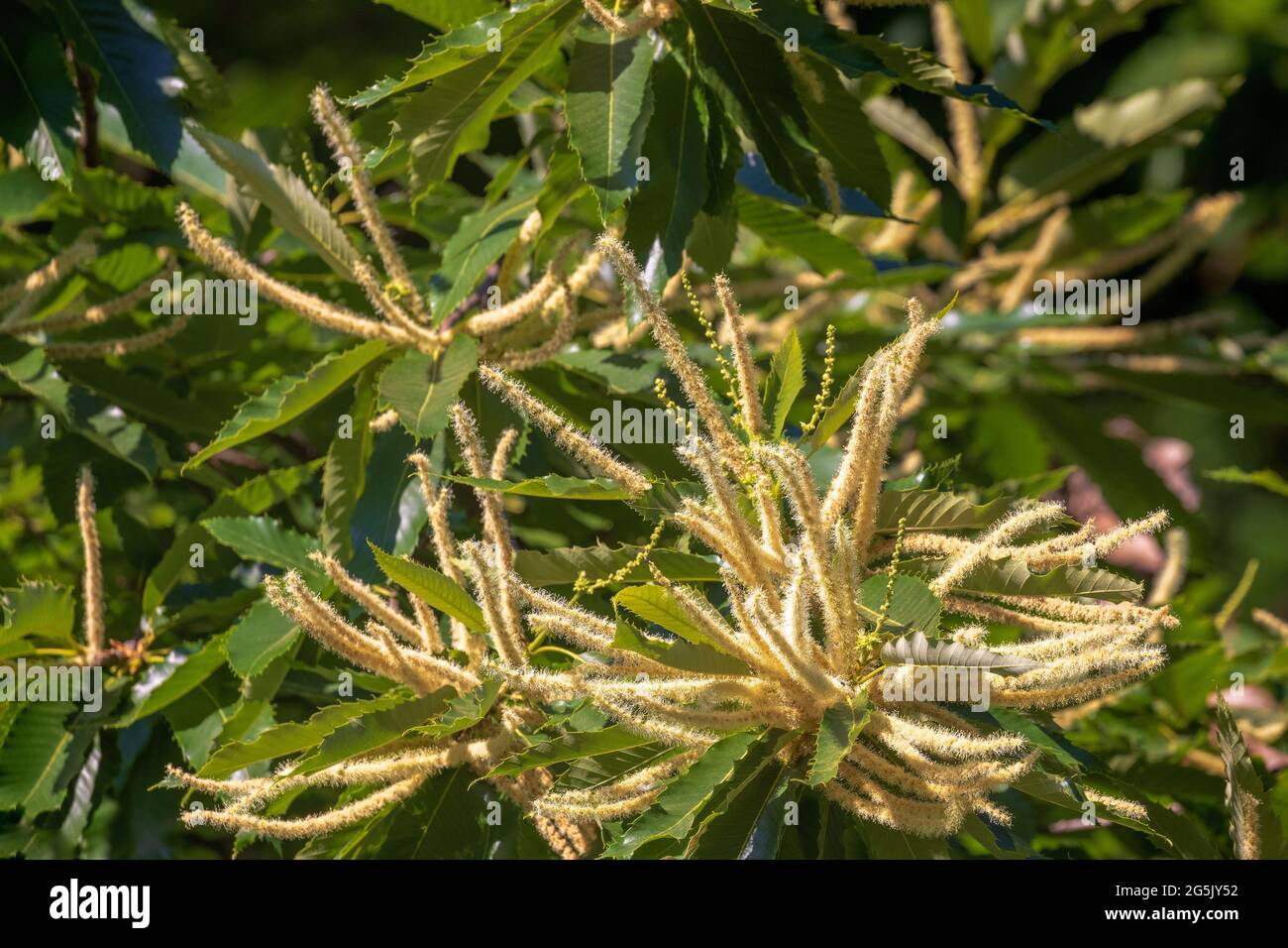 Castanea sativa blossom hi-res stock photography and images - Alamy