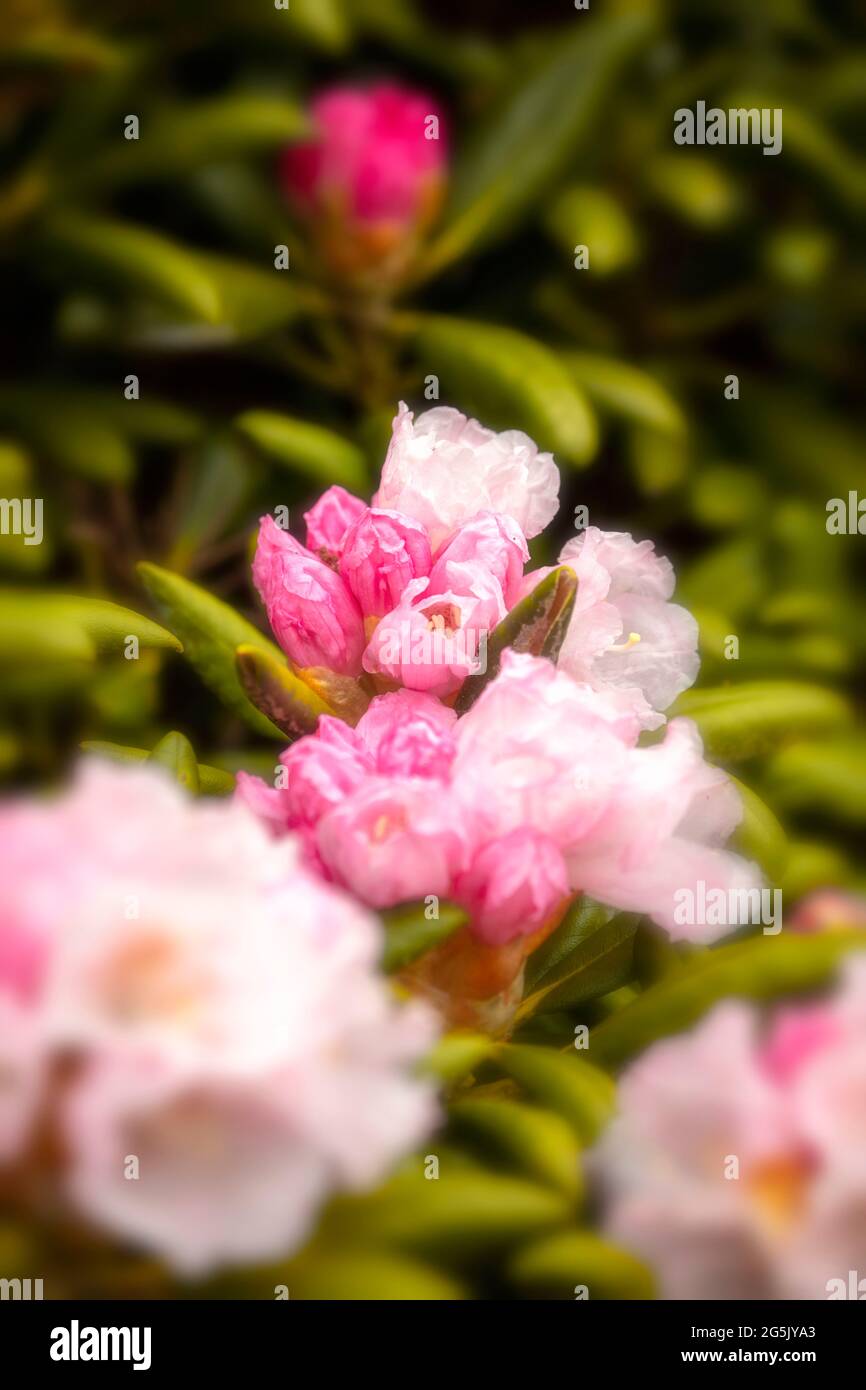 Beautiful Rhododendron yakushimanum 'Koichiro Wada’ flowering profusely ...