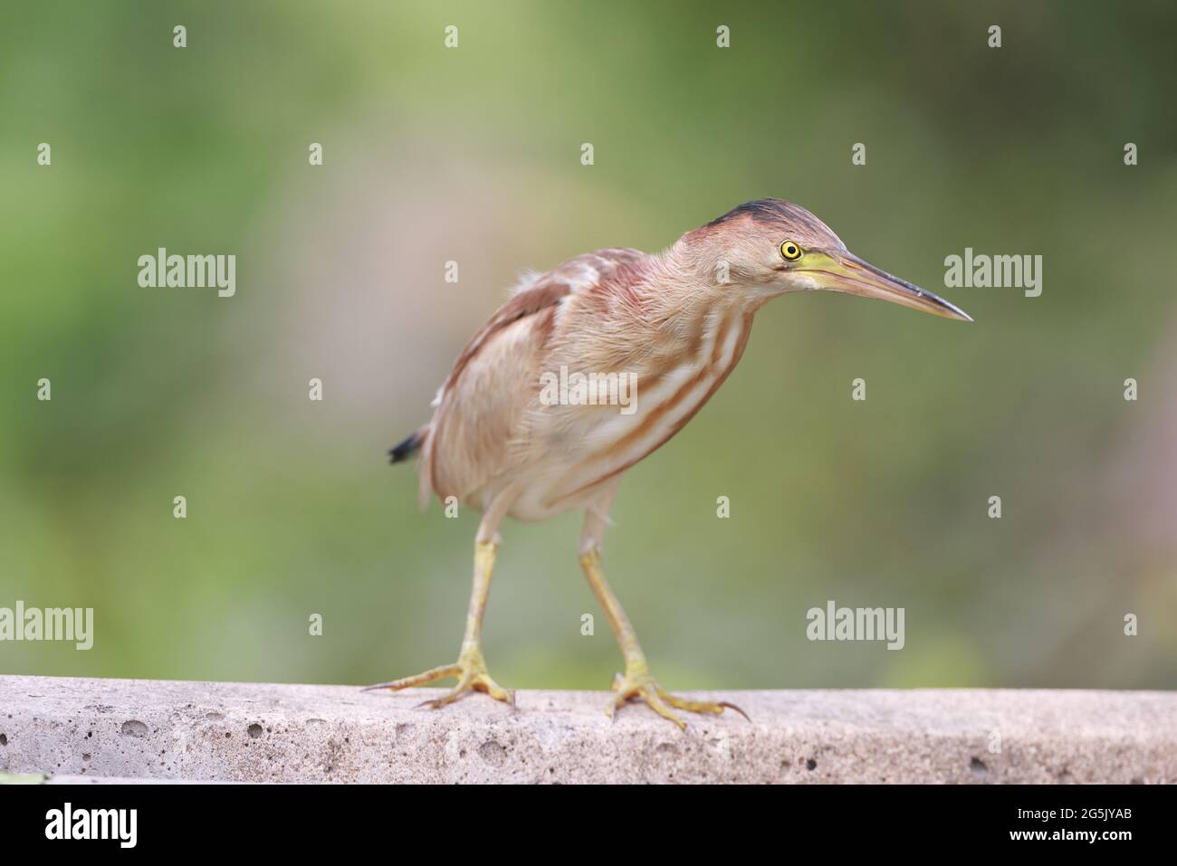 a yellow bittern showing some attitude Stock Photo - Alamy