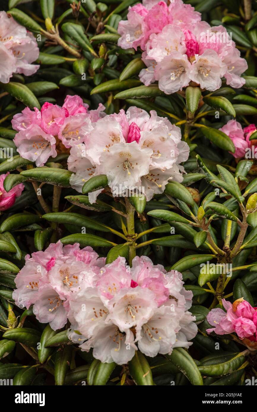 Beautiful Rhododendron yakushimanum 'Koichiro Wada’ flowering profusely ...