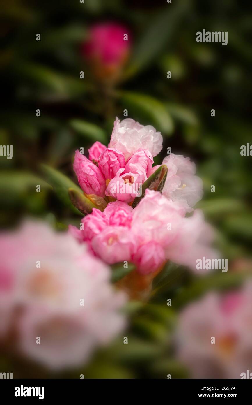 Beautiful Rhododendron yakushimanum 'Koichiro Wada’ flowering profusely ...