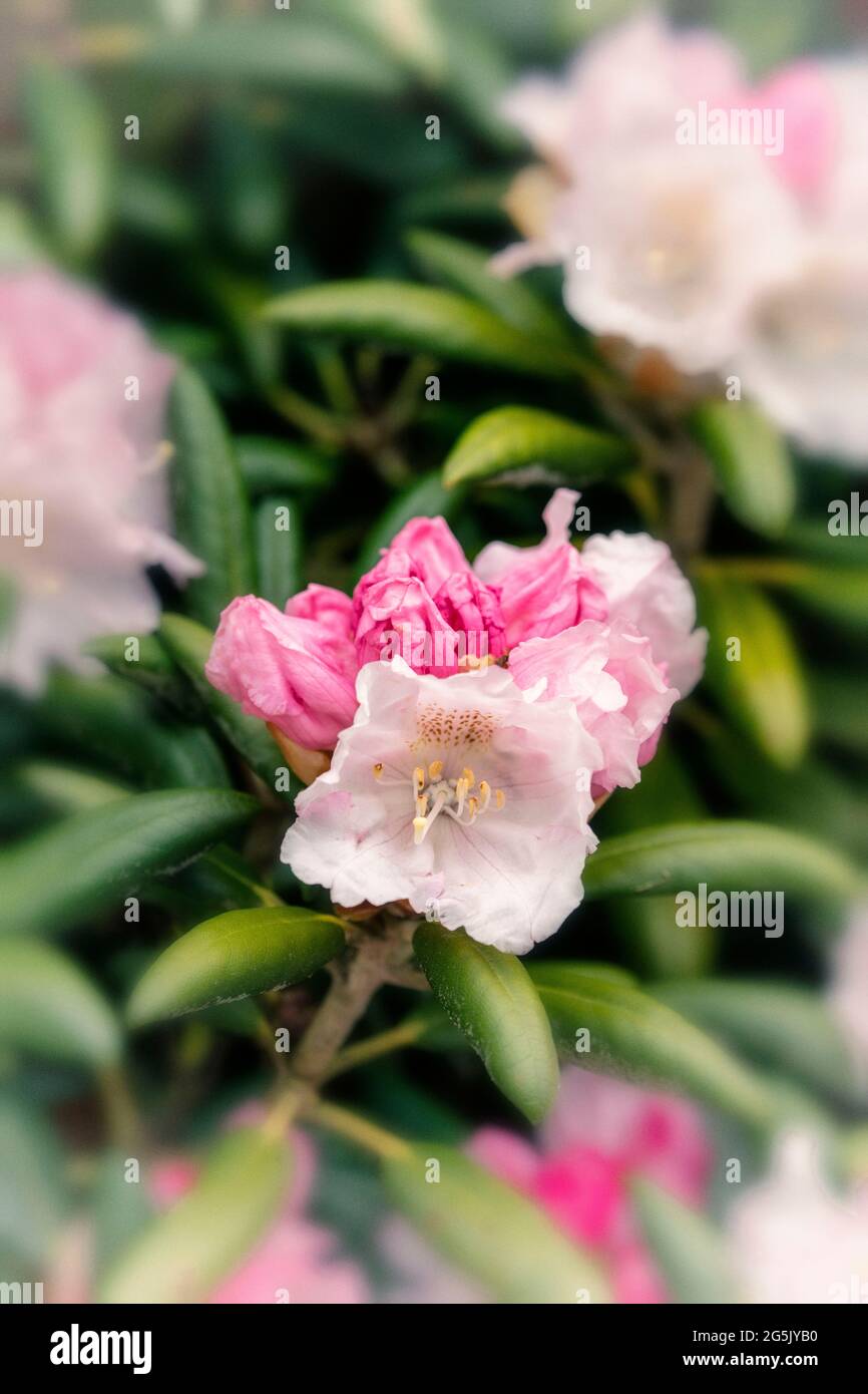 Beautiful Rhododendron yakushimanum 'Koichiro Wada’ flowering profusely ...