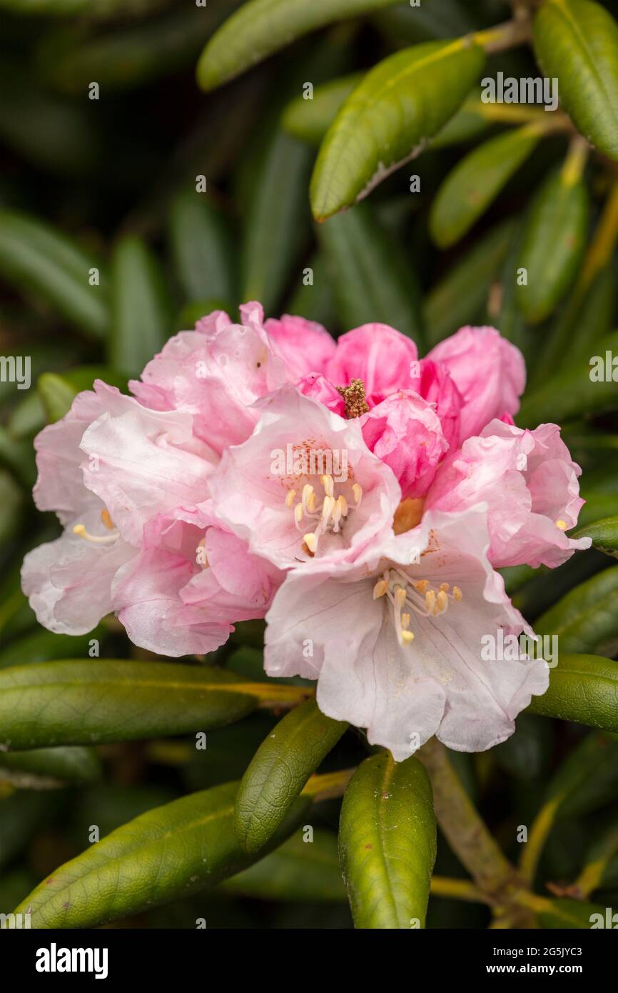 Beautiful Rhododendron yakushimanum 'Koichiro Wada’ flowering profusely ...